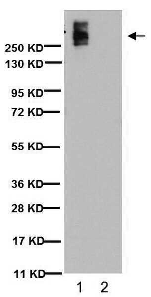 Anti-Ki-67 Antibody, clone Ki-S5 | MAB4190